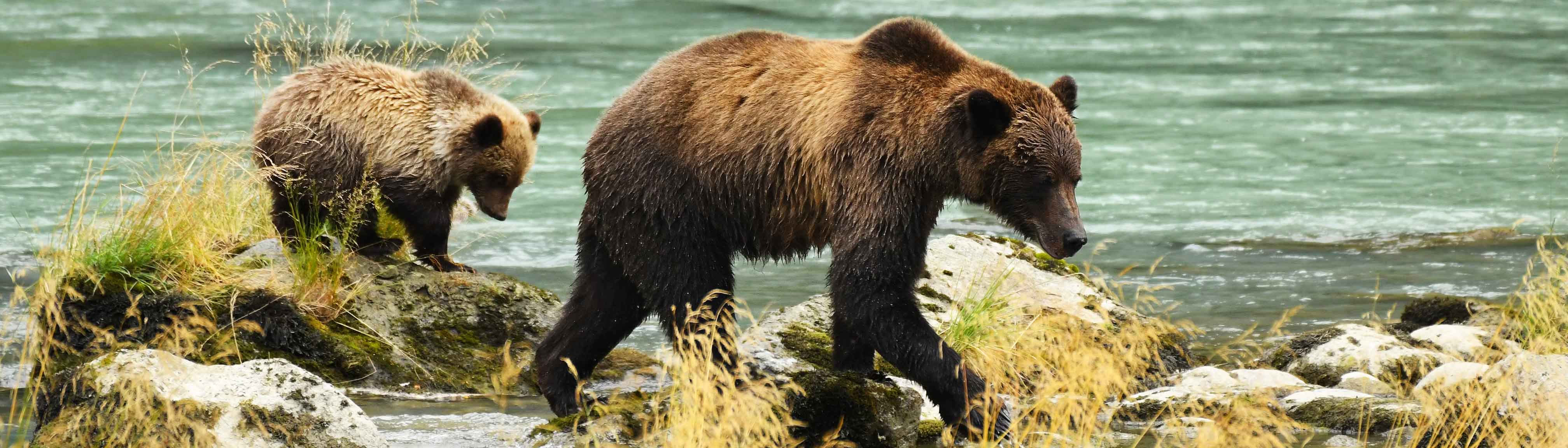 Animale sălbatice | Fii Pregatit